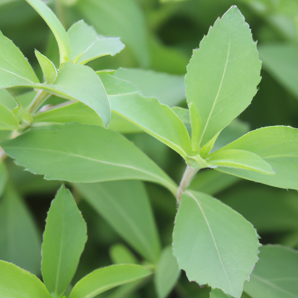 Discover the Sweet Secret: Why Stevia is Revolutionizing Healthy Diets